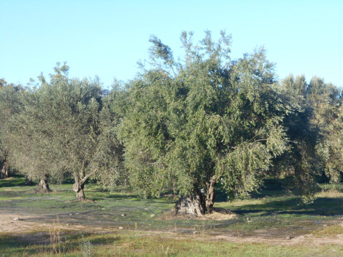 Τρέχουν και δεν φτάνουν από τον ΕΛΓΑ - Τα Νέα της Λέσβου