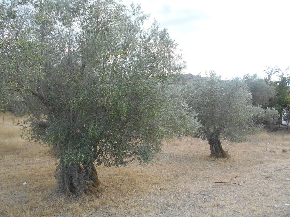 ΑΥΤΟΨΙΑ ΣΤΟΝ ΕΛΑΙΩΝΑ ΤΗΣ ΛΕΣΒΟΥ: Διψασμένα δέντρα περιμένουν τη βροχή ...