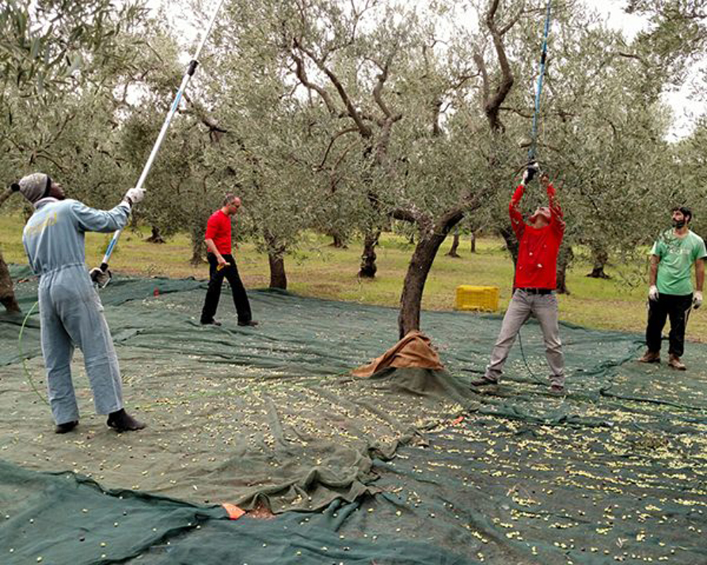 "Με ανοιχτά πορτοφόλια" περιμένουν οι ελαιοπαραγωγοί - Τα Νέα της Λέσβου