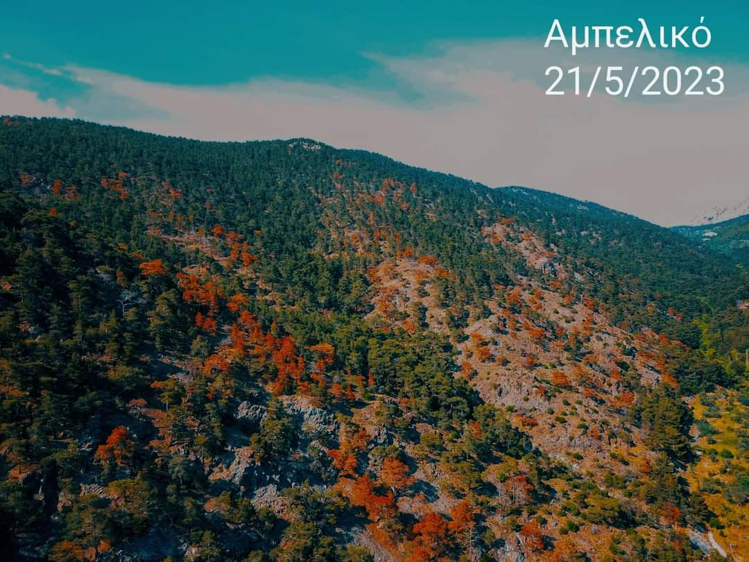 ΠΡΟΤΕΙΝΕΙ ΤΟ ΜΠΕΝΑΚΕΙΟ: Κοπή των ξερών πεύκων και παγίδες