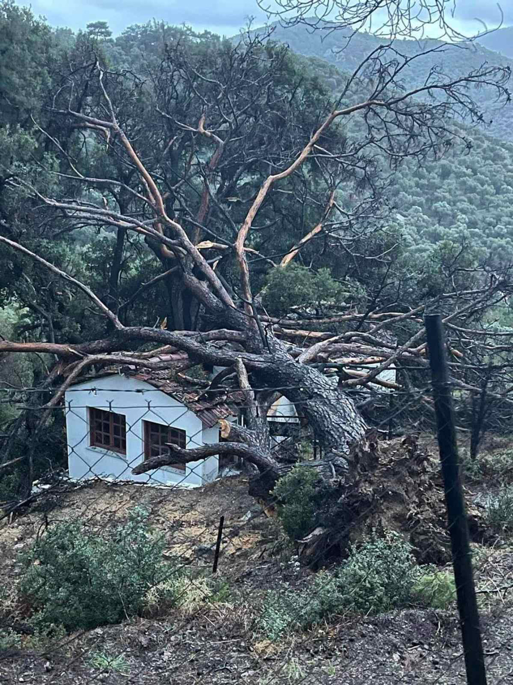 Καταστράφηκε ξωκλήσι στα Φαρα από την πτώση πεύκου